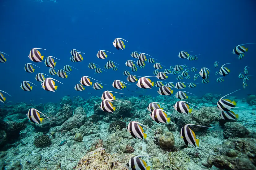 Maldives Fish Guide - Fish ID powered Sub Oceanic