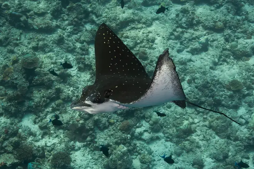 Maldives Fish Guide - Fish ID powered Sub Oceanic