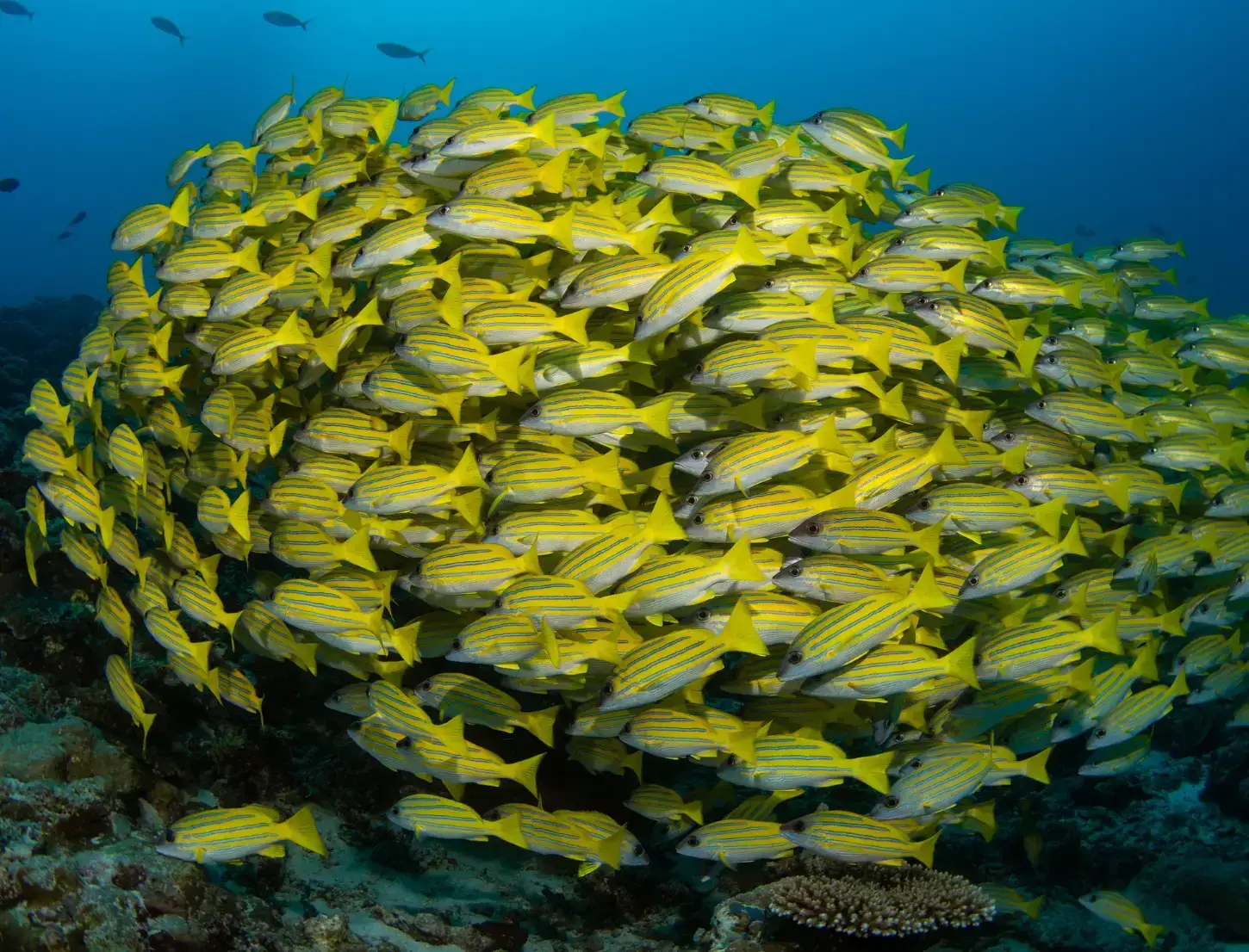 Maldives Fish Guide - Fish ID powered Sub Oceanic